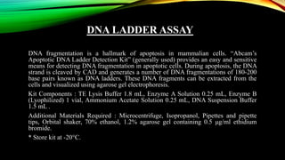Apoptosis and Measurement of Cell Death | PPTX