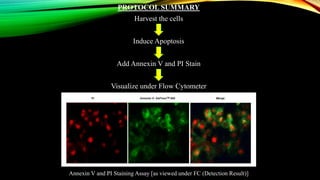 Apoptosis and Measurement of Cell Death | PPTX