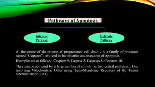 Apoptosis and Measurement of Cell Death | PPTX