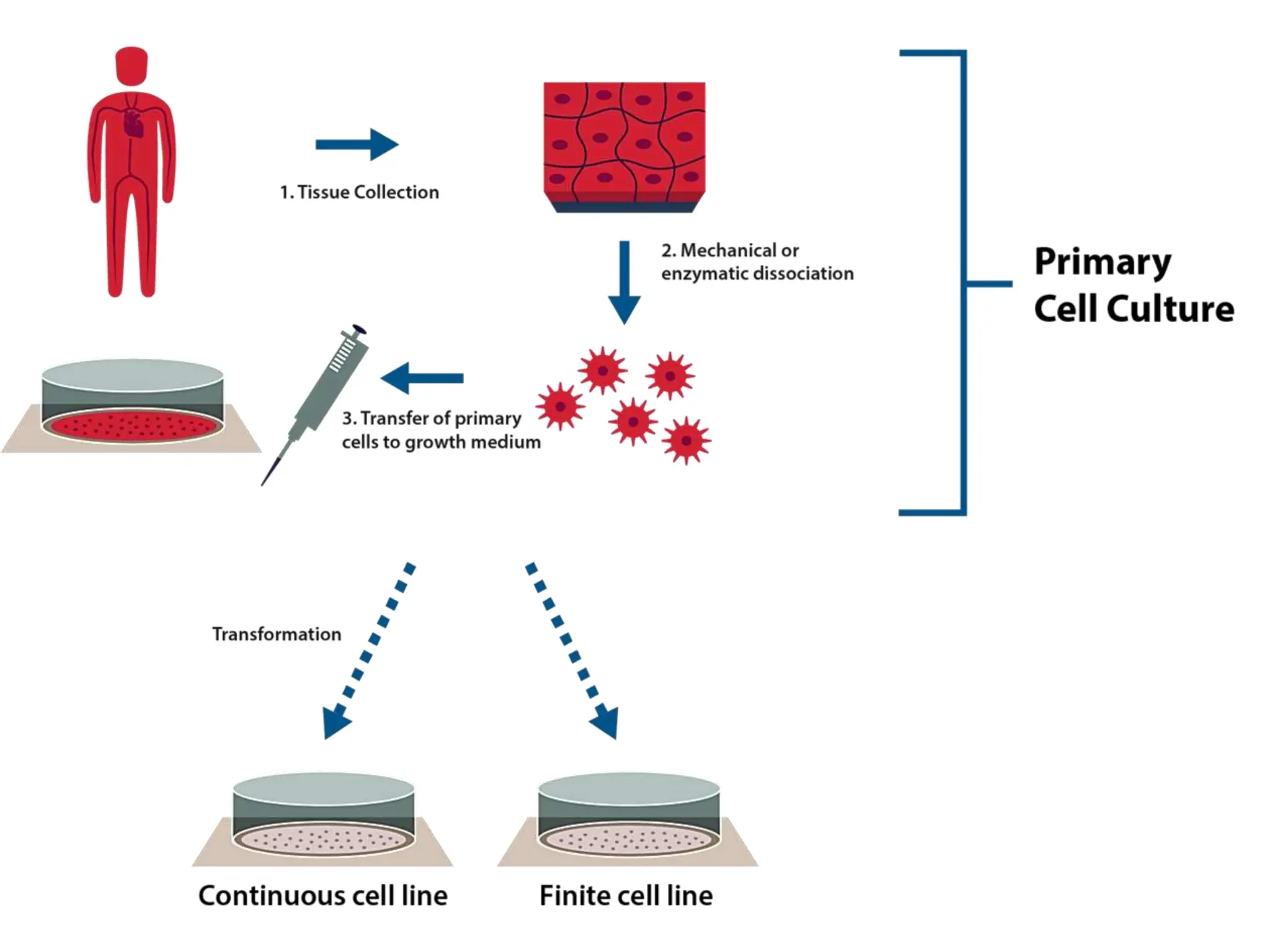 ANIMAL BIOTECHNOLOGY. Cell culture and its types | PPTX