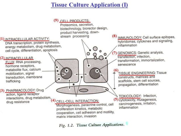ANIMAL BIOTECHNOLOGY. Cell culture and its types | PPT