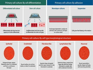 ANIMAL BIOTECHNOLOGY. Cell culture and its types | PPTX