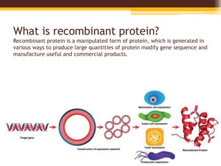 Production of recombinant proteins | PPTX