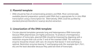 Invivo protein synthesis | PPTX | Infertility | Reproductive Health