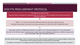 Invivo protein synthesis | PPTX