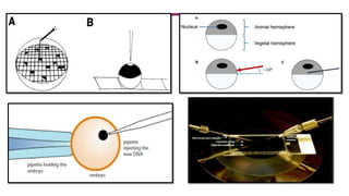 Invivo protein synthesis | PPTX