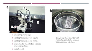 Invivo protein synthesis | PPTX