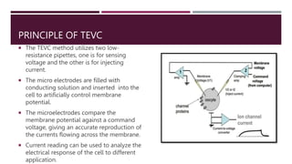 Invivo protein synthesis | PPTX | Infertility | Reproductive Health