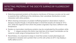 Invivo protein synthesis | PPTX
