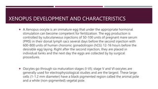 Invivo protein synthesis | PPTX | Infertility | Reproductive Health