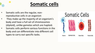 Somatic cell cloning and dolly ppt.pptx | Genetics | Science