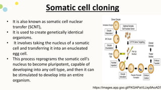 Somatic cell cloning and dolly ppt.pptx | Genetics | Science
