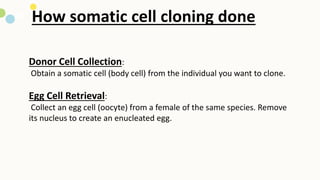 Somatic cell cloning and dolly ppt.pptx | Genetics | Science