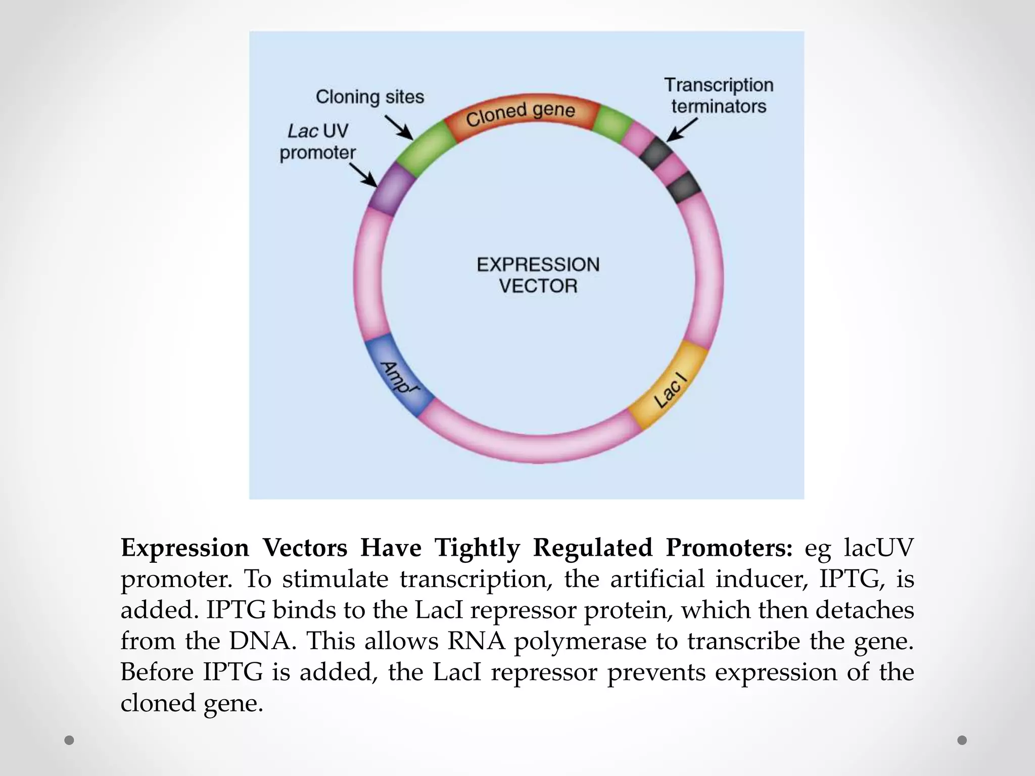 Expression vectors | PPTX | Programming Languages | Computing
