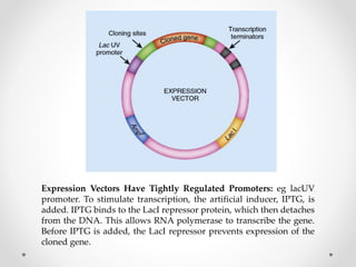 Expression vectors | PPTX