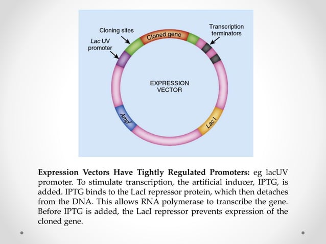 Expression vectors | PPTX | Programming Languages | Computing