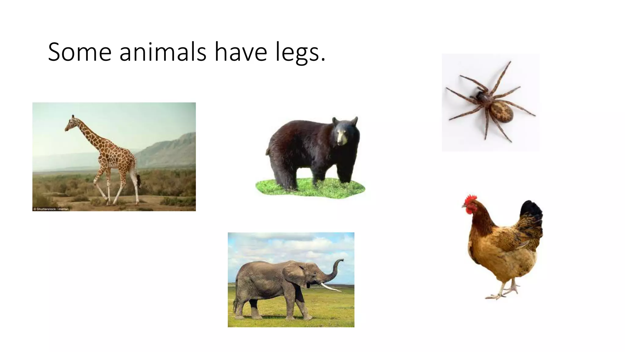 Animals | PPT