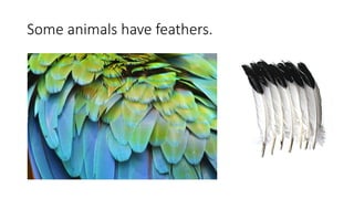 Animals | PPTX