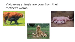 Animals | PPTX