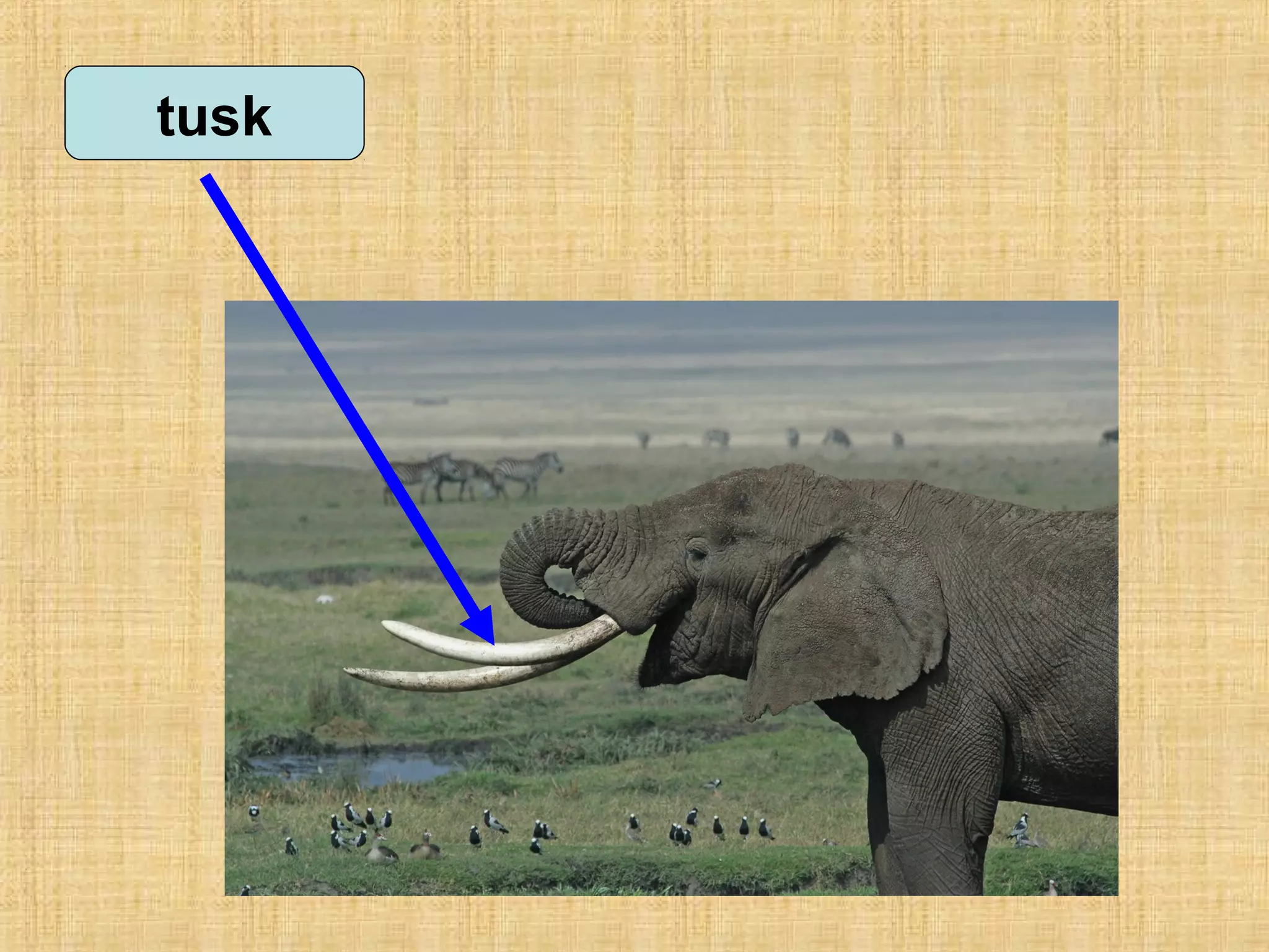 Animal body parts | PPT