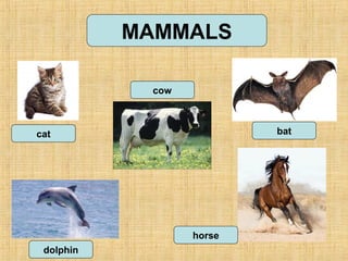 Animal body parts | PPT