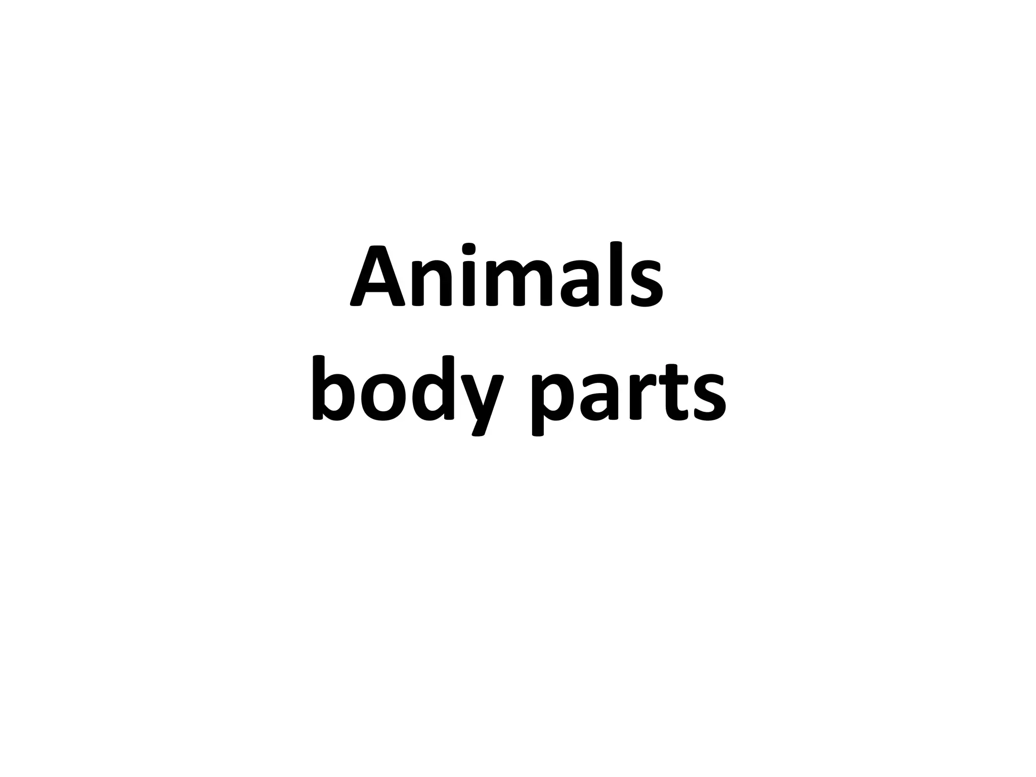 Animal body parts | PPT