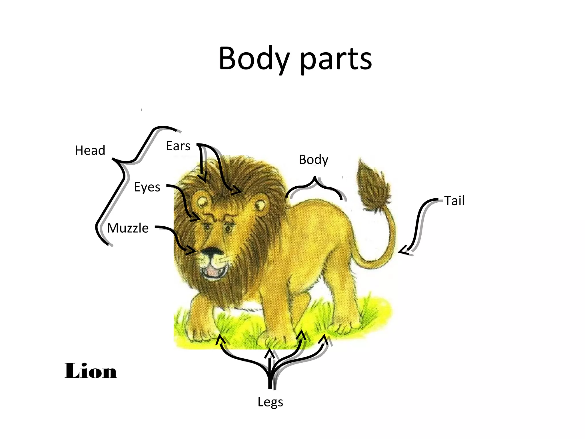 Animal body parts | PPT