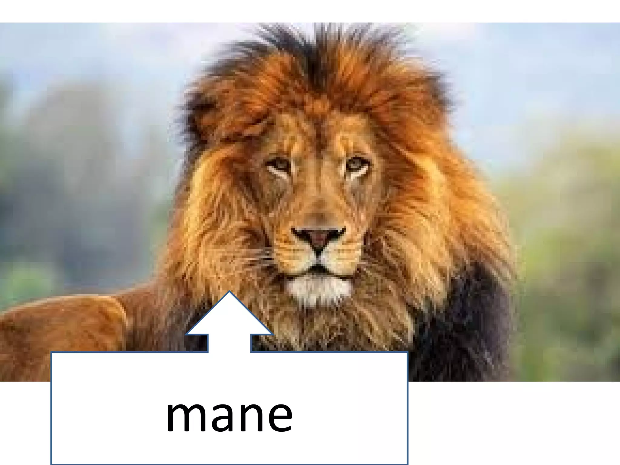 Animal body parts | PPT