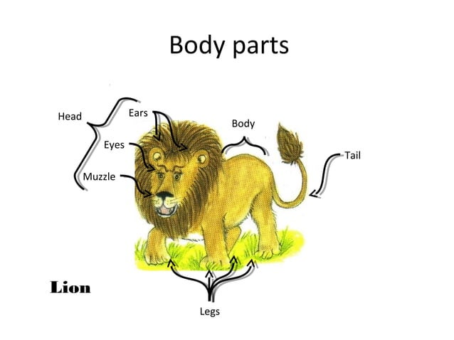 Animal body parts | PPT