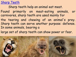 Animal body parts | PPTX