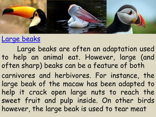 Animal body parts | PPTX