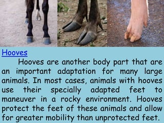 Animal body parts | PPTX