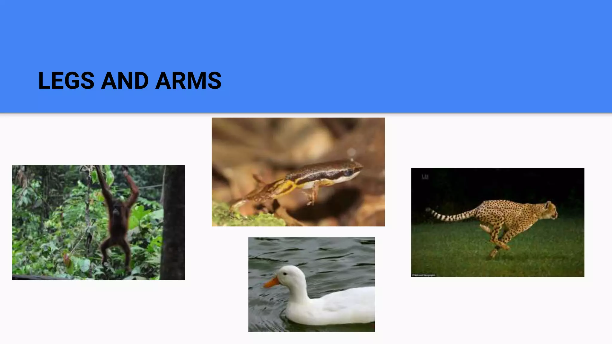 ANIMAL BODY PARTS AND THEIR FUNCTIONS Science P4 .pptx