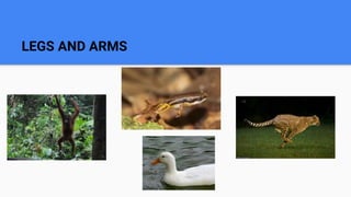 ANIMAL BODY PARTS AND THEIR FUNCTIONS Science P4 .pptx