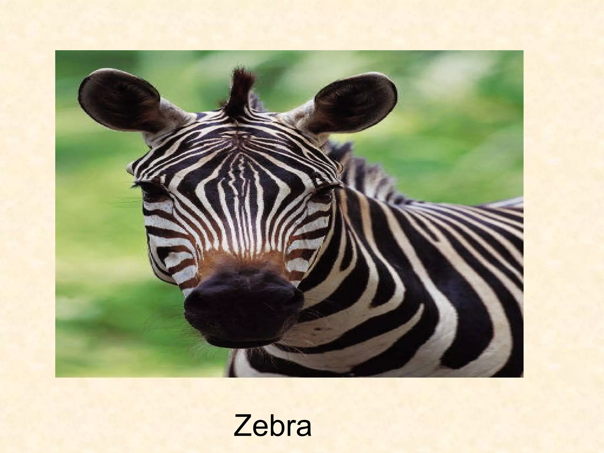 Animal body parts and their uses | PPT