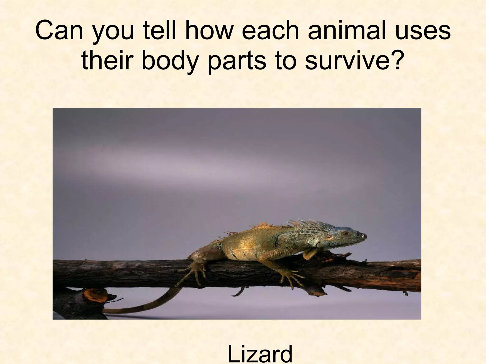 Animal body parts and their uses | PPT