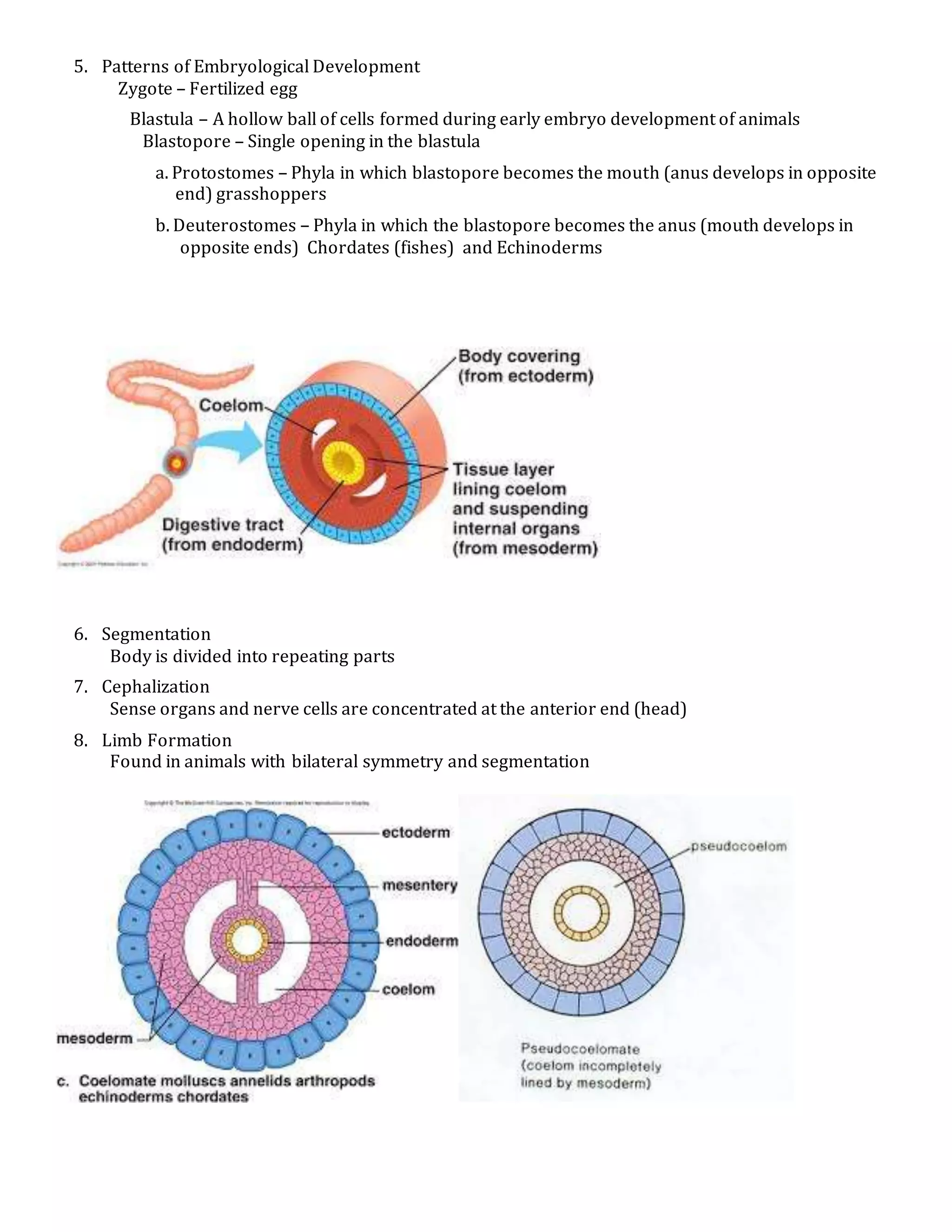 Animal body plans | DOCX | Biological Sciences | Science