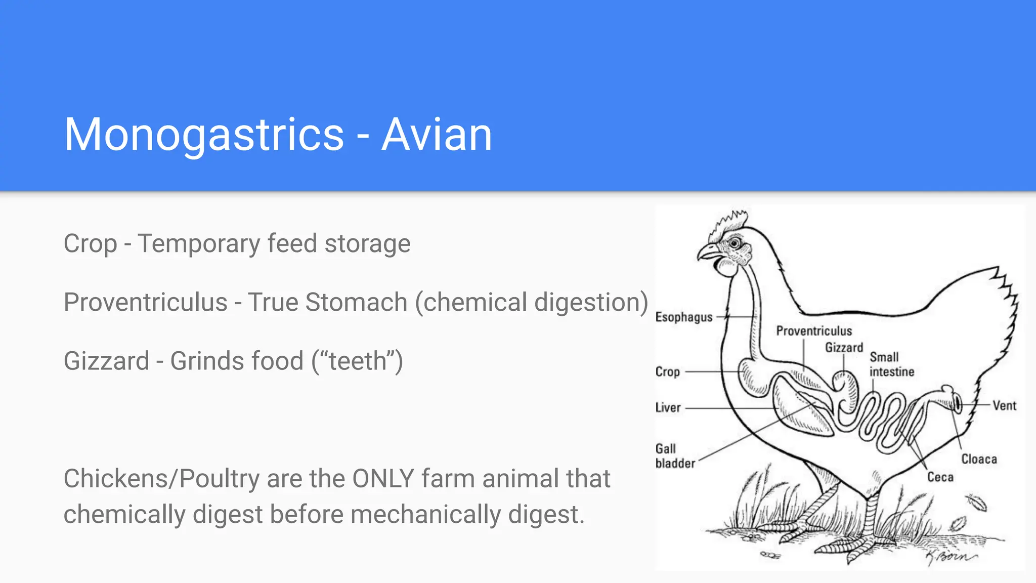 Animal Body Systems for a plant and animal science class | PDF