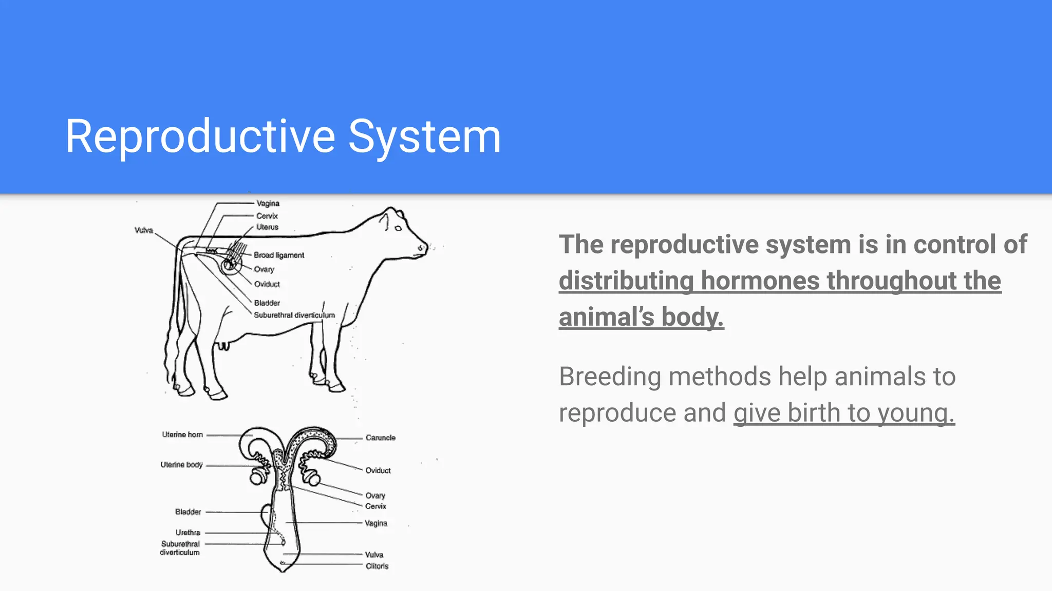 Animal Body Systems for a plant and animal science class | PDF