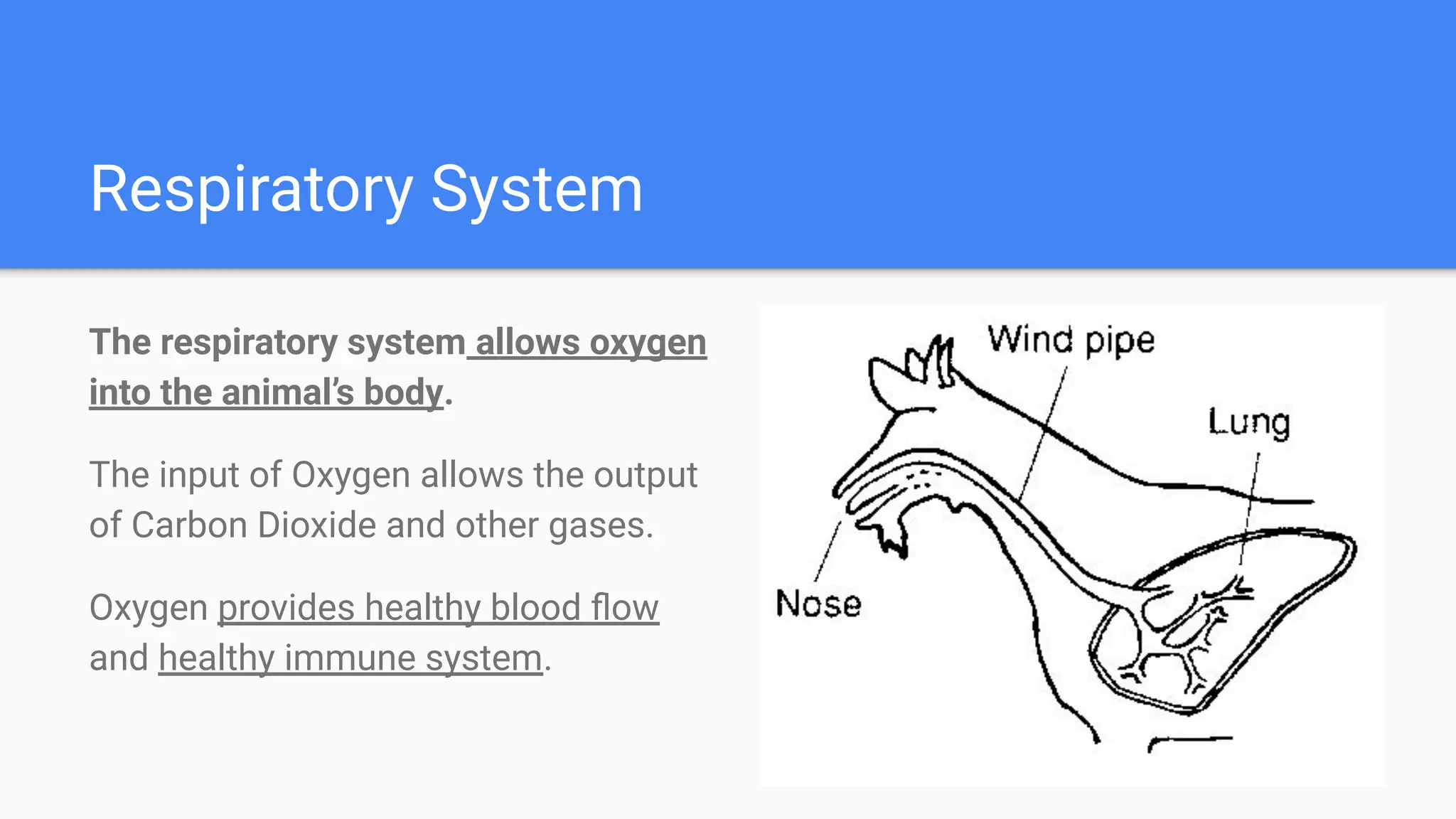 Animal Body Systems for a plant and animal science class | PDF