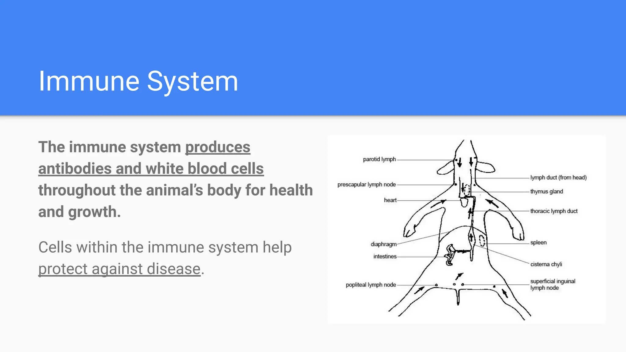 Animal Body Systems for a plant and animal science class | PDF