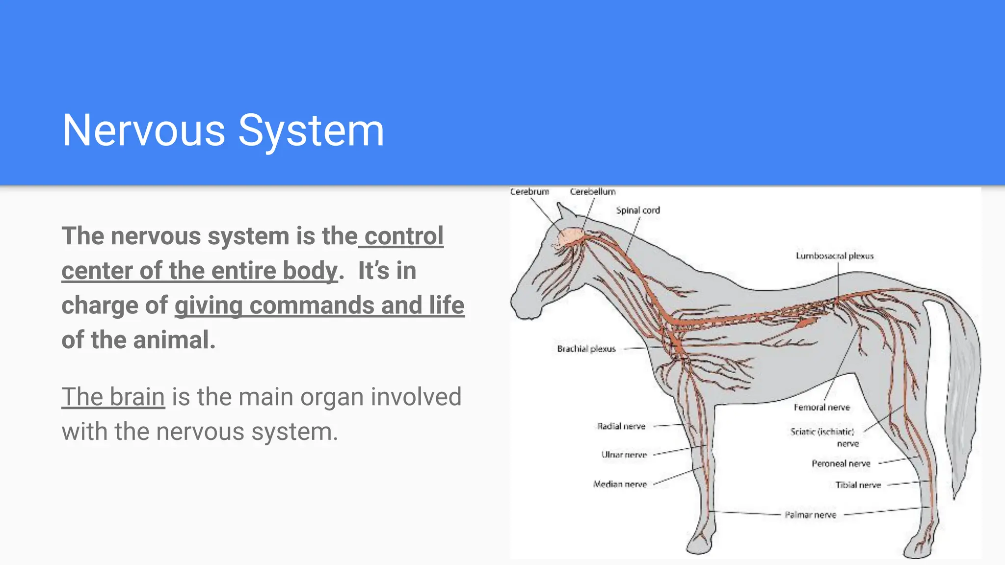 Animal Body Systems for a plant and animal science class | PDF