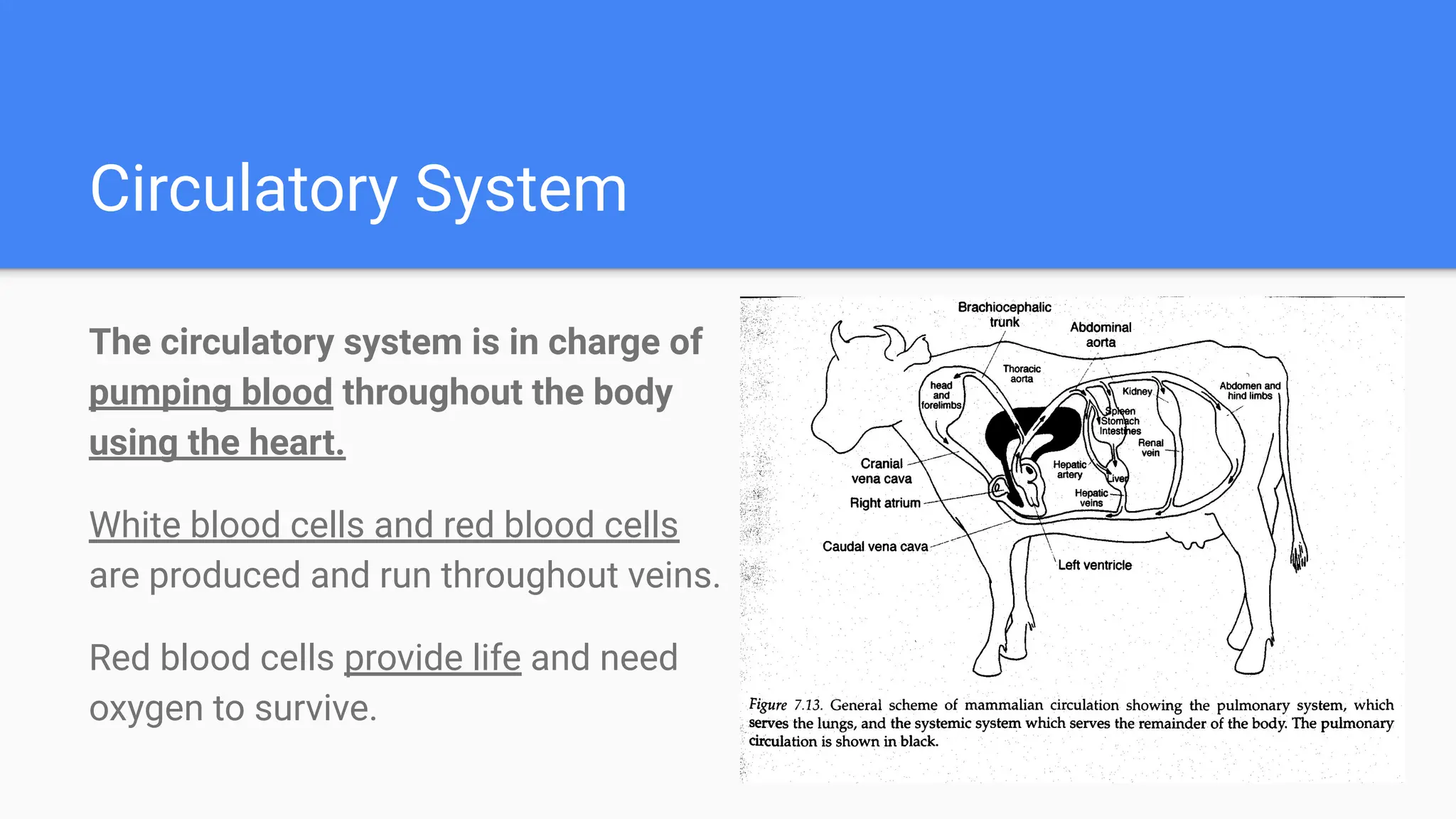 Animal Body Systems for a plant and animal science class | PDF