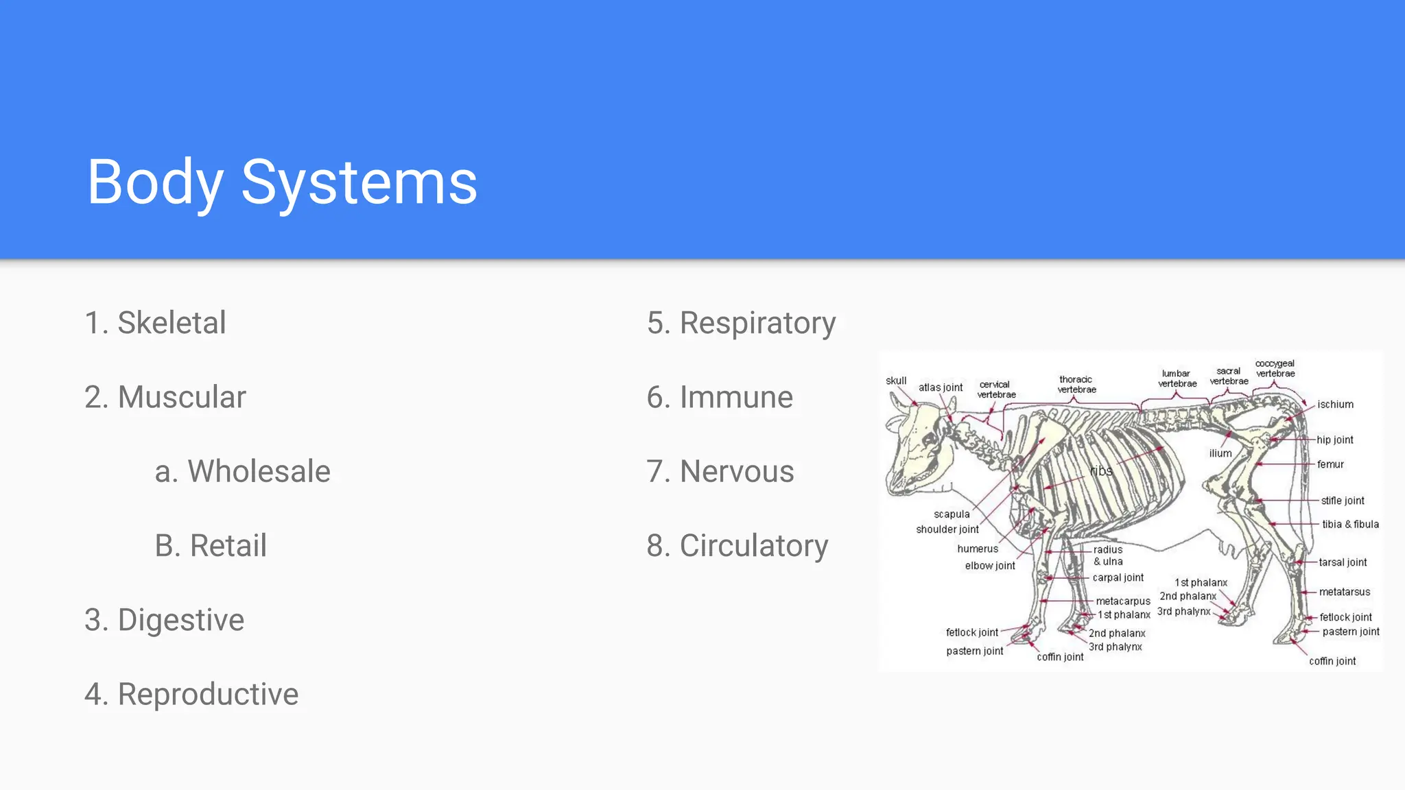 Animal Body Systems for a plant and animal science class | PDF