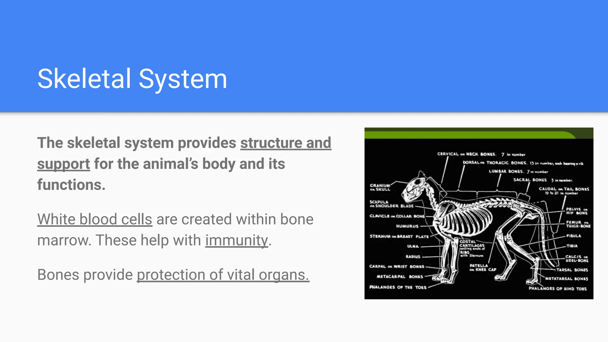 Animal Body Systems for a plant and animal science class | PDF