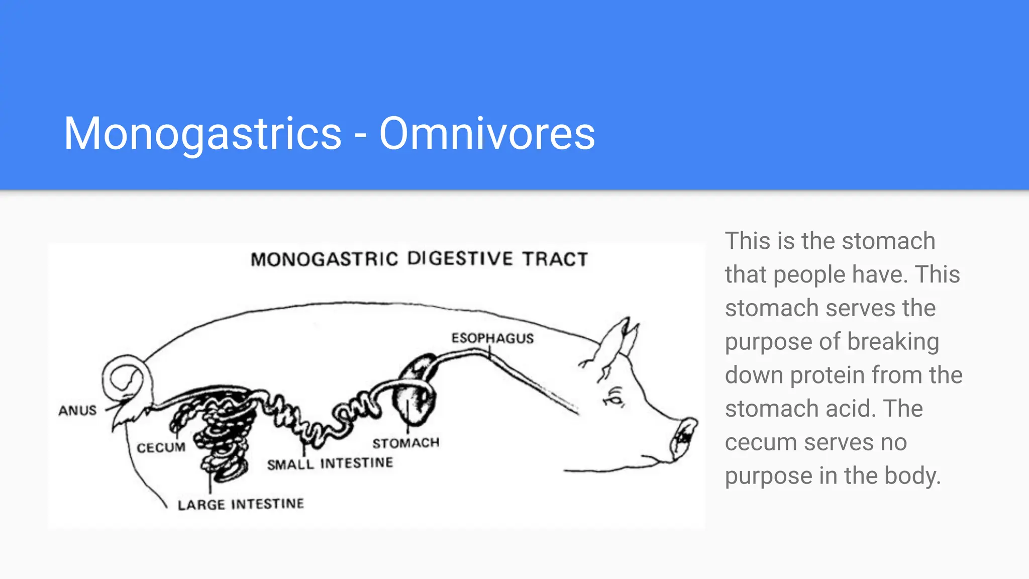 Animal Body Systems for a plant and animal science class | PDF