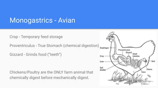 Animal Body Systems for a plant and animal science class | PDF