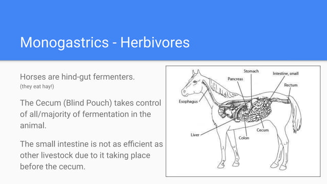 Animal Body Systems for a plant and animal science class | PDF