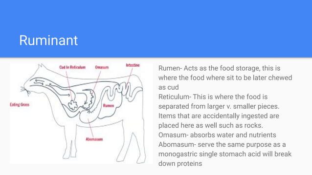Animal Body Systems for a plant and animal science class | PDF