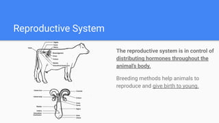 Animal Body Systems for a plant and animal science class | PDF